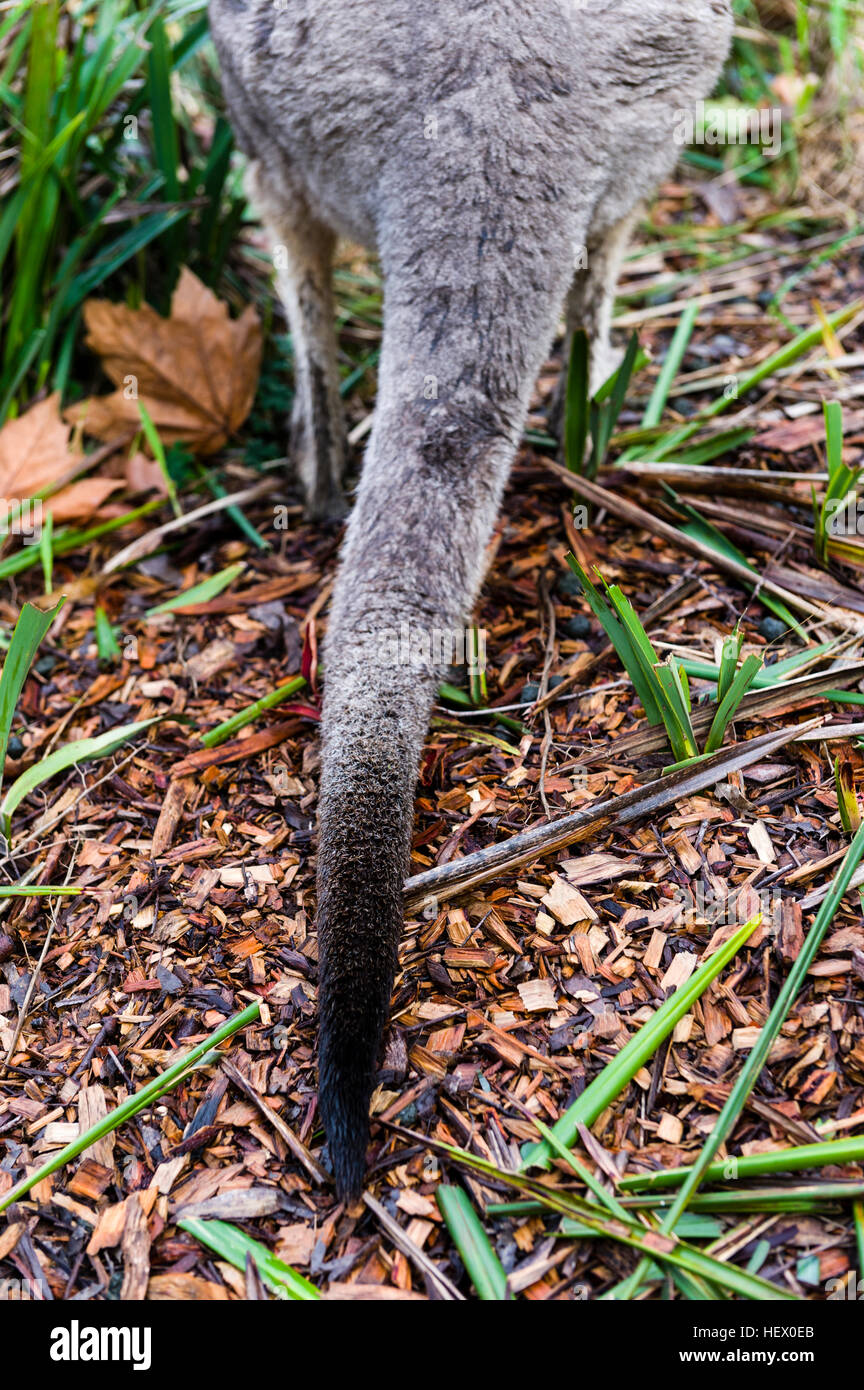 Hanging by tail hi-res stock photography and images - Alamy