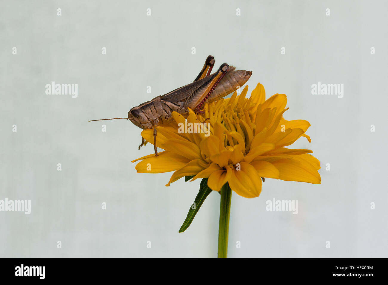 Chewing on flower stem hi-res stock photography and images - Alamy