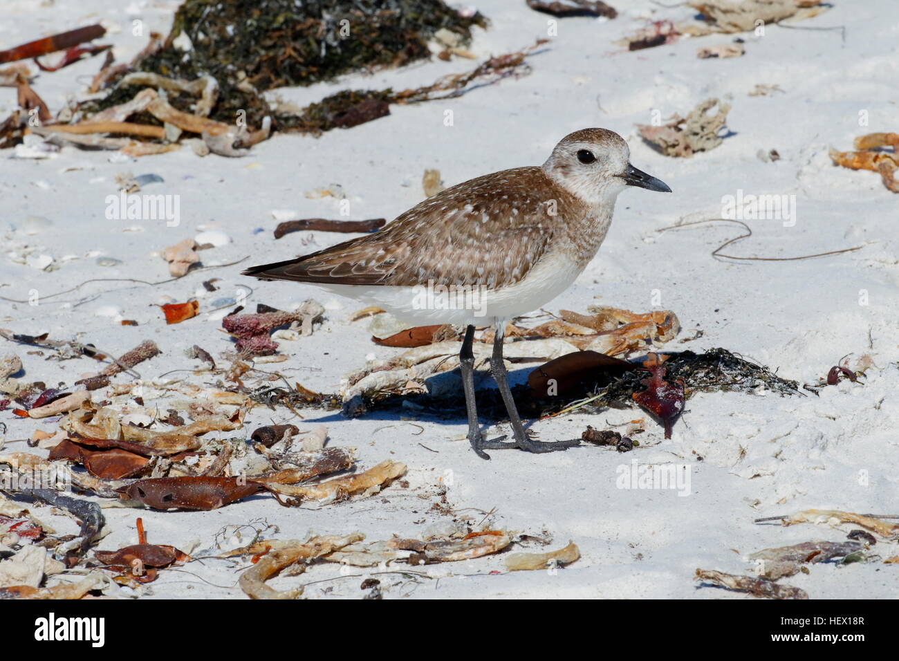 A Grey plover, Pluvialis squatarola, in winter Stock Photo - Alamy