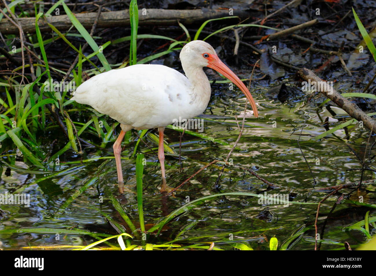 Ibis side view hi-res stock photography and images - Alamy