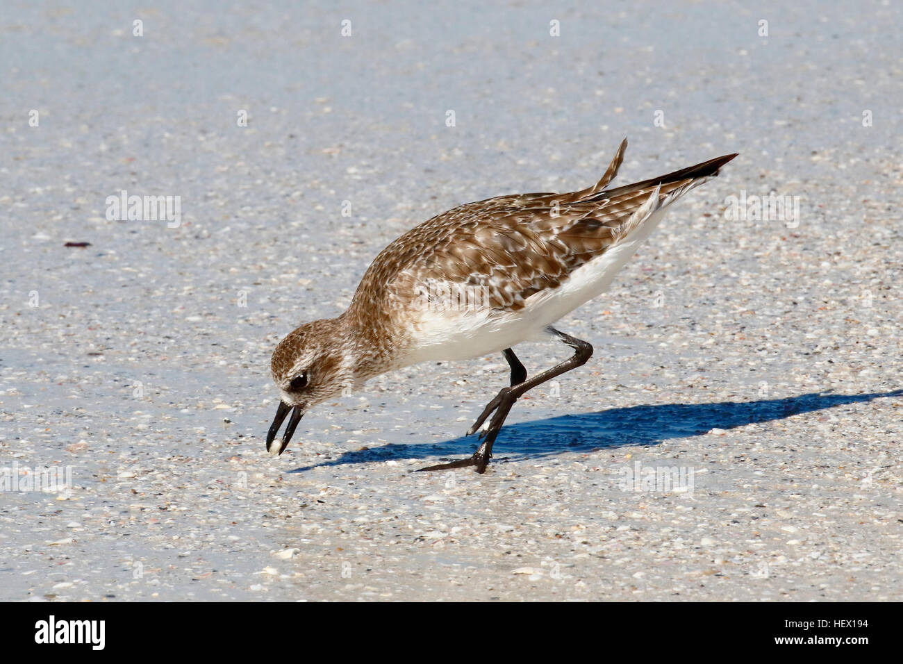 A Grey plover, Pluvialis squatarola, foraging in winter Stock Photo - Alamy