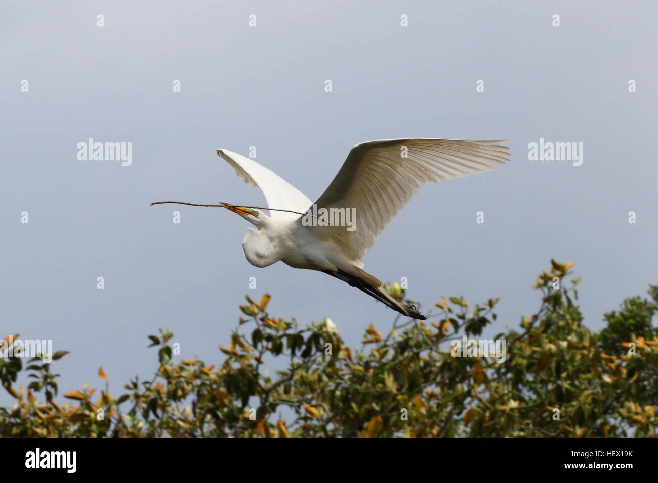 Bird flying twig in mouth hi-res stock photography and images - Alamy