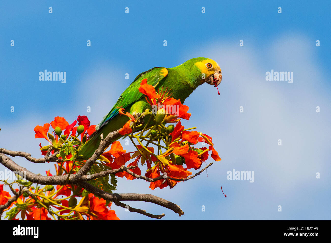 A Yellow-shouldered amazon parrot, Amazona barbadensis, eating Royal ...