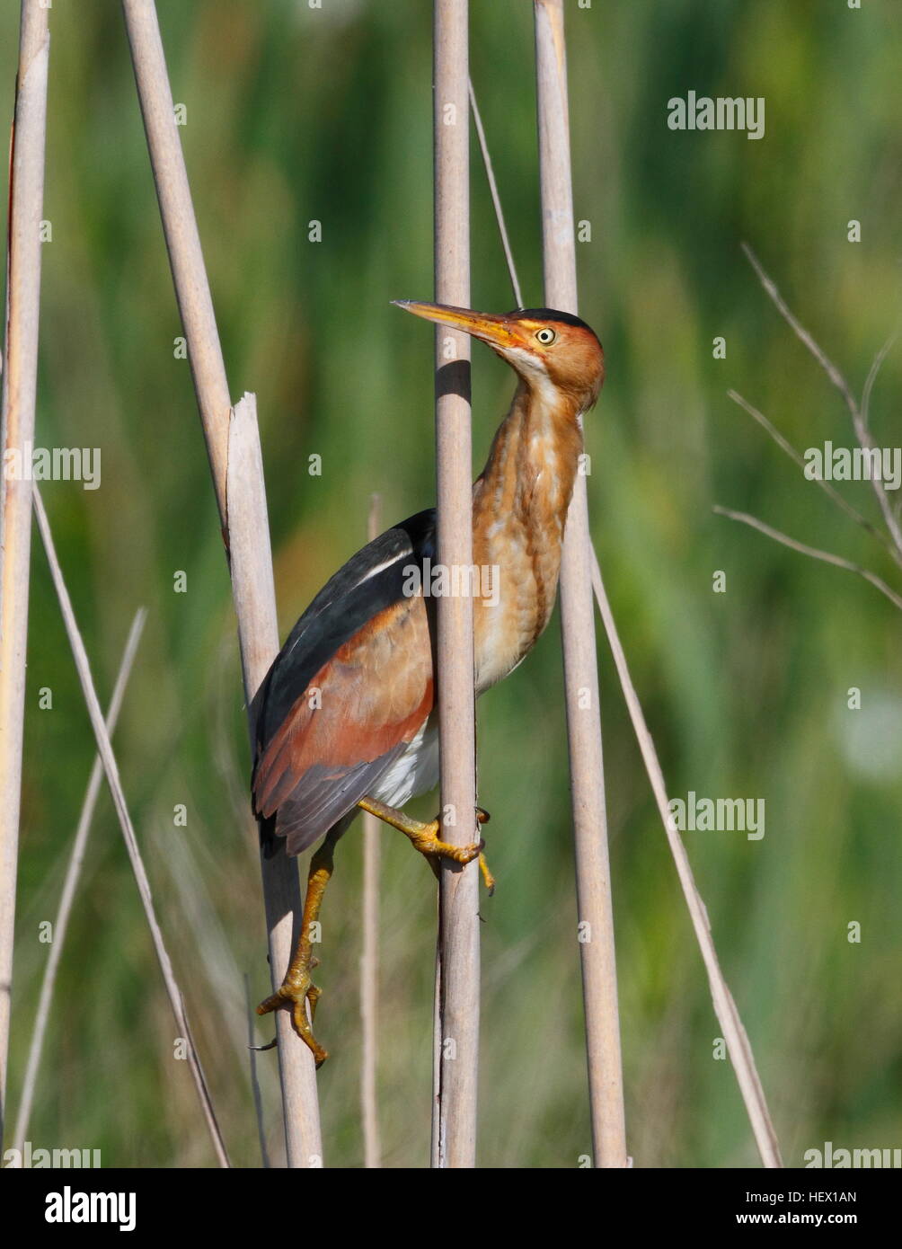 The least bittern, Ixobrychus exilis, climbing on cattail reed Stock ...