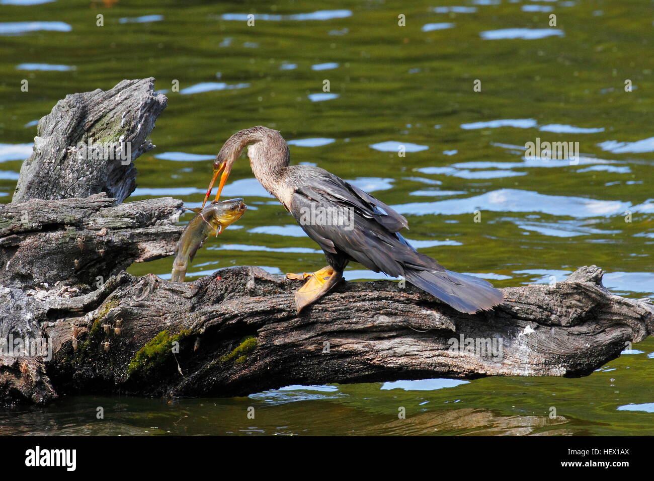 An Anhinga, Anhinga anhinga, with a freshly caught fish in its beak ...