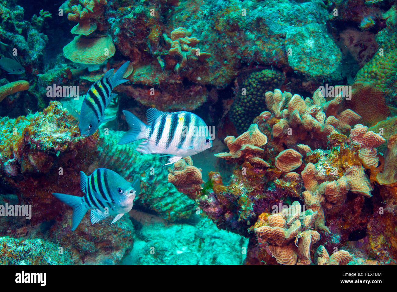Creole wrasse, Clepticus parrae, and also sergant major fish, Abudefduf ...