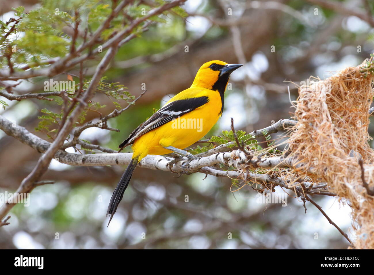 Icterus hi-res stock photography and images - Alamy