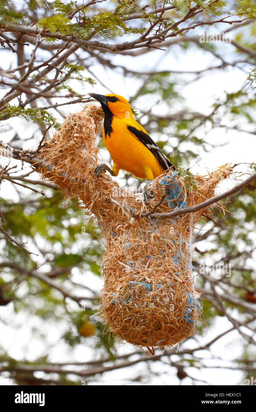 Icterus hi-res stock photography and images - Alamy