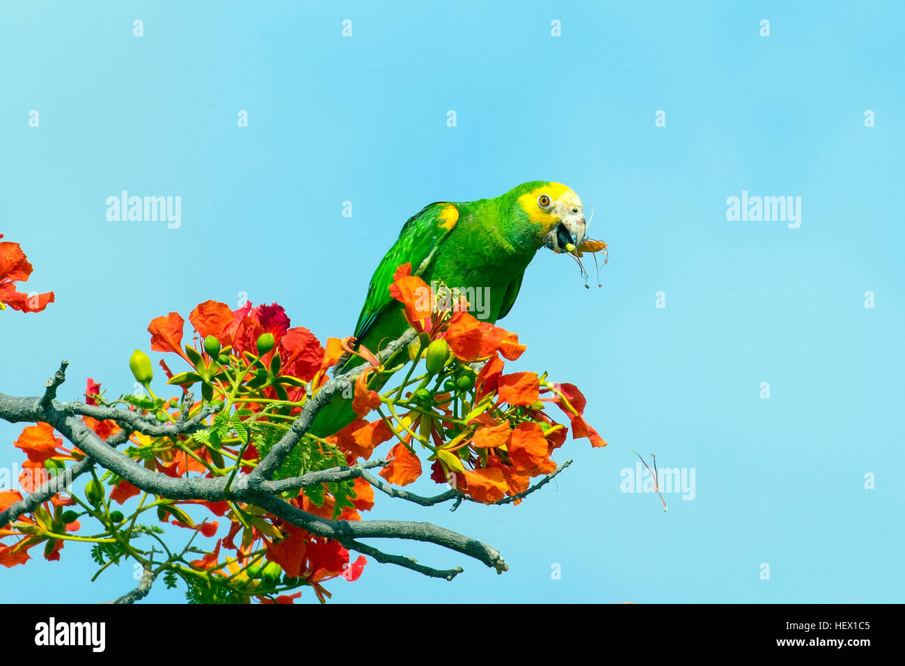 A Yellow shouldered amazon parrot, Amazona barbadensis, eating Royal ...