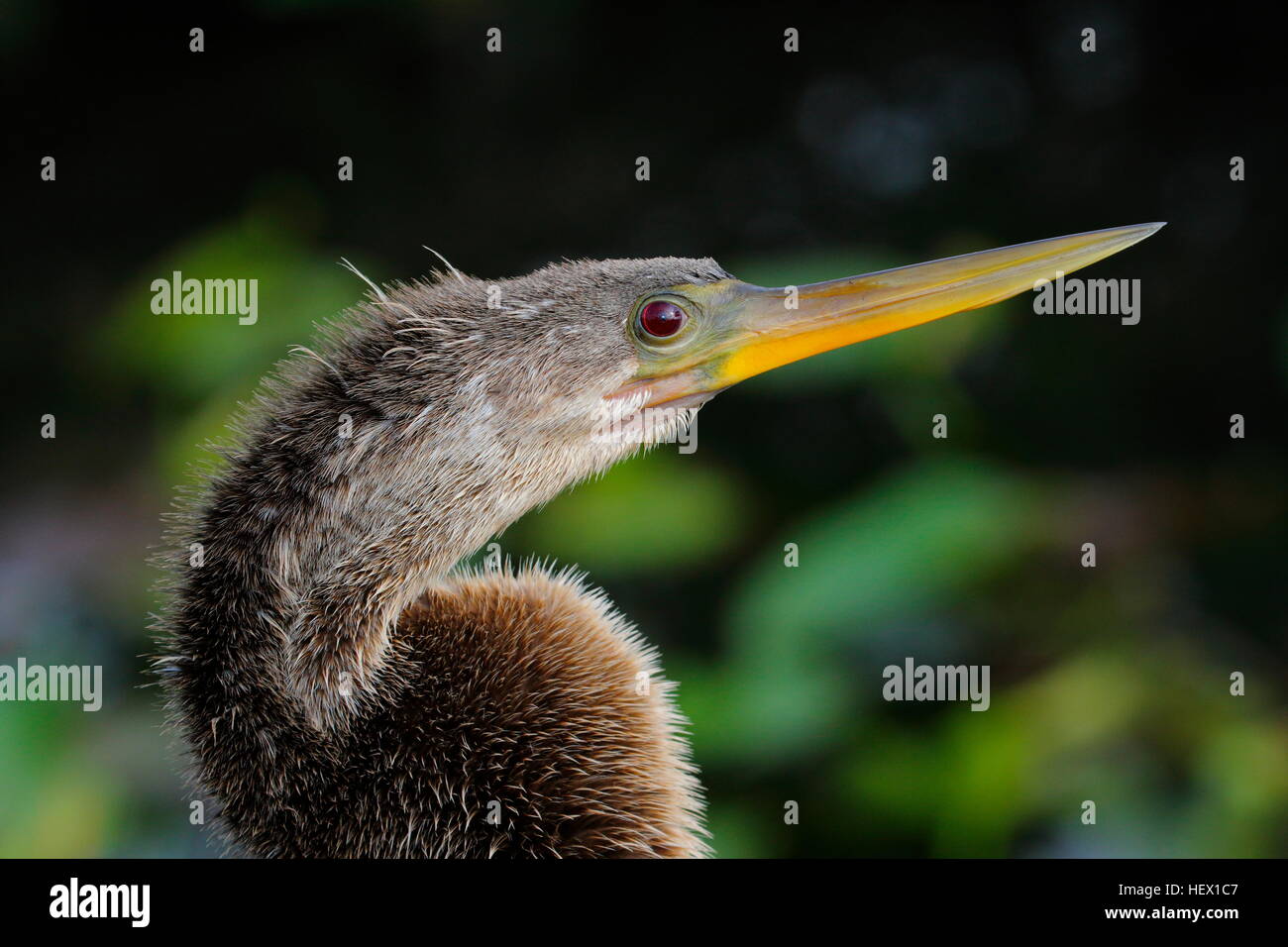 Anhinga on water hi-res stock photography and images - Alamy