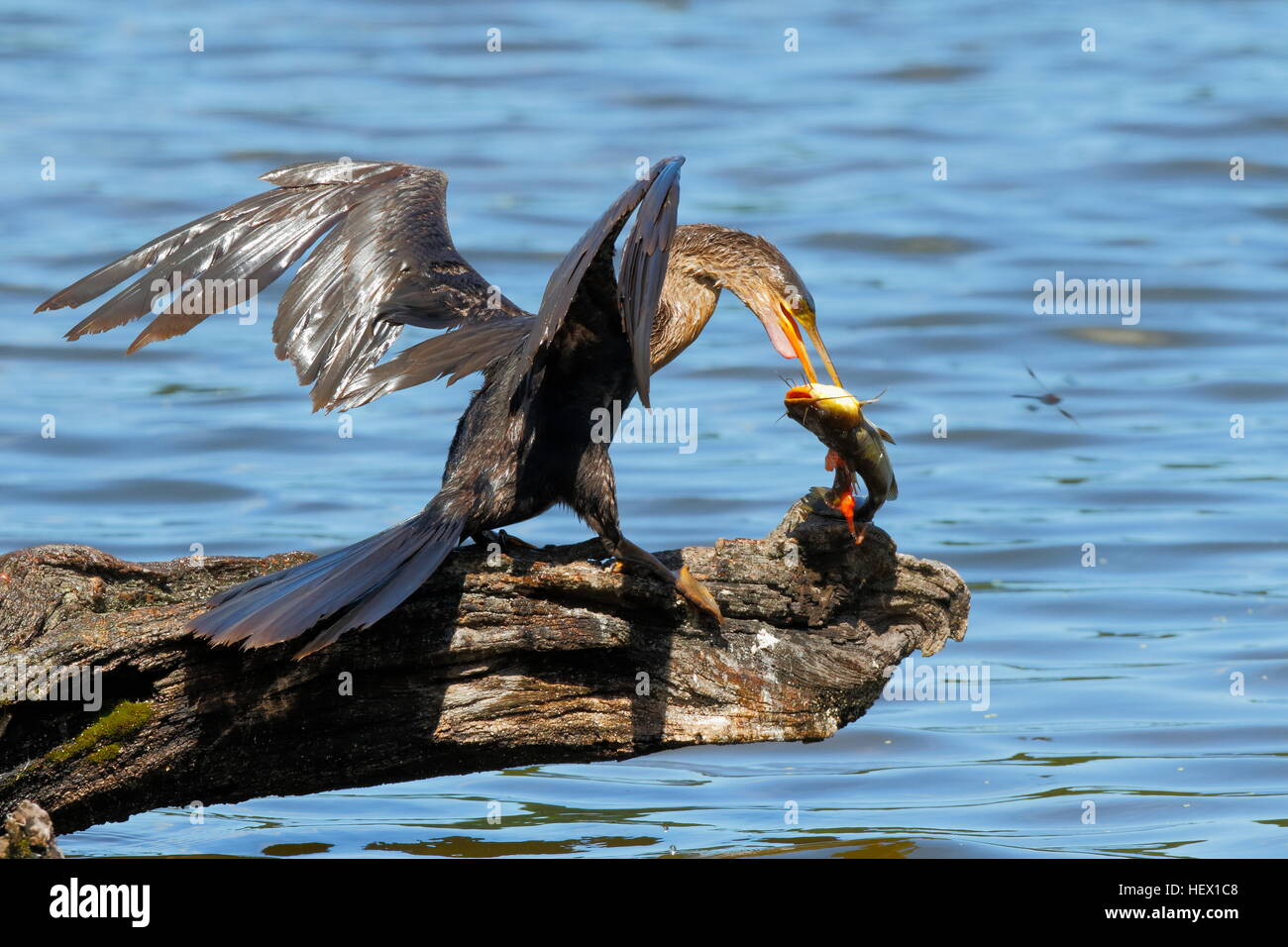 An Anhinga, Anhinga anhinga, carrying a freshly caught fish in its beak ...