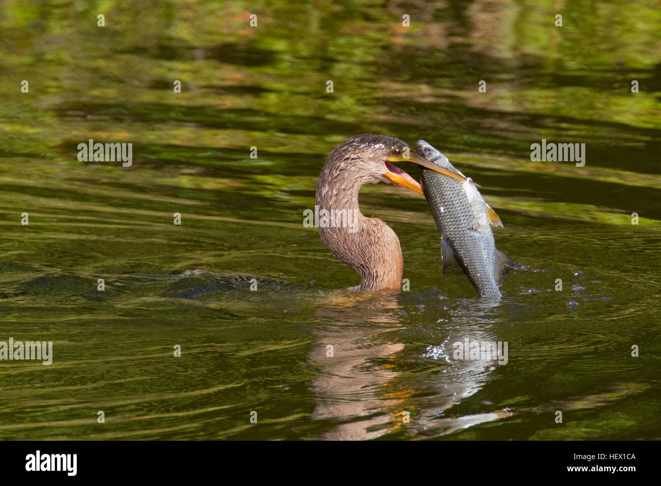 An Anhinga, Anhinga anhinga, with a freshly caught fish Stock Photo - Alamy