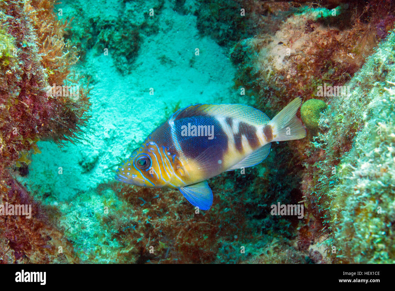 Barred hamlet fish hi-res stock photography and images - Alamy