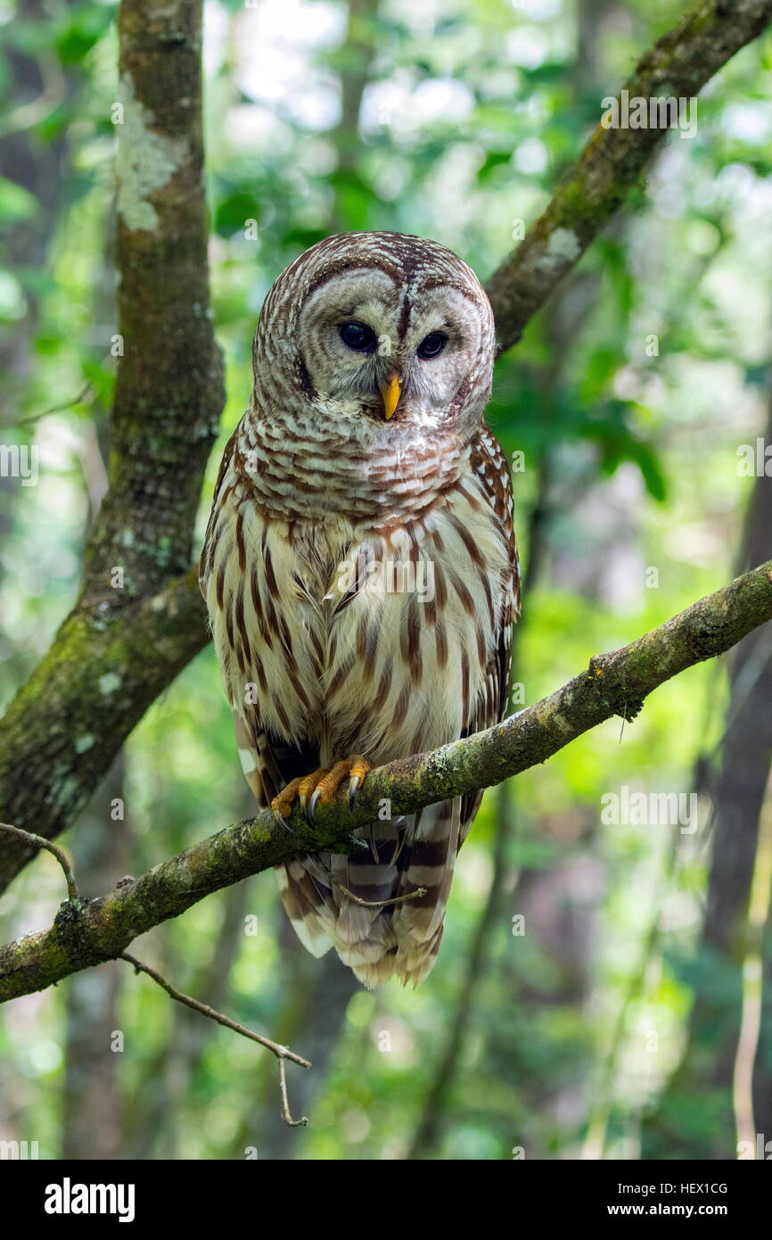 A Barred owl, Strix varia, perched on a tree branch in Corkscrew Swamp ...