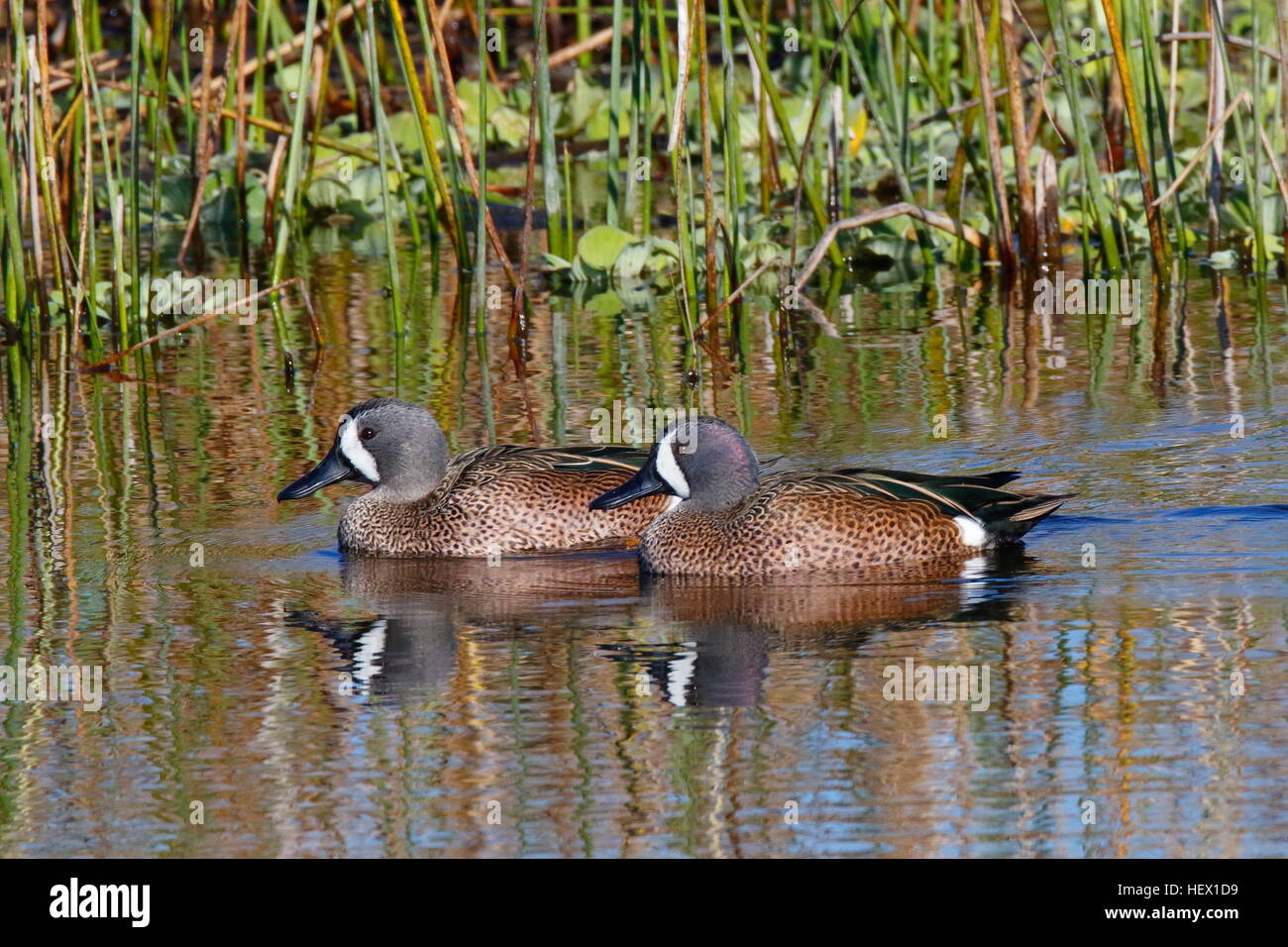 A pair of Blue winged teal, Anas discors, on the water's surface Stock ...