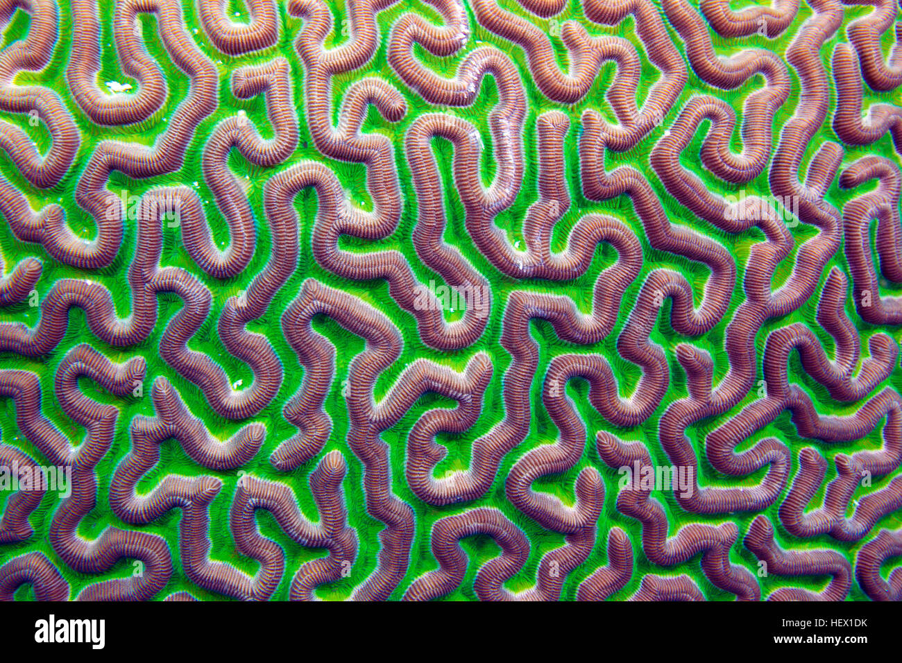 Diploria labyrinthiformis hi-res stock photography and images - Alamy