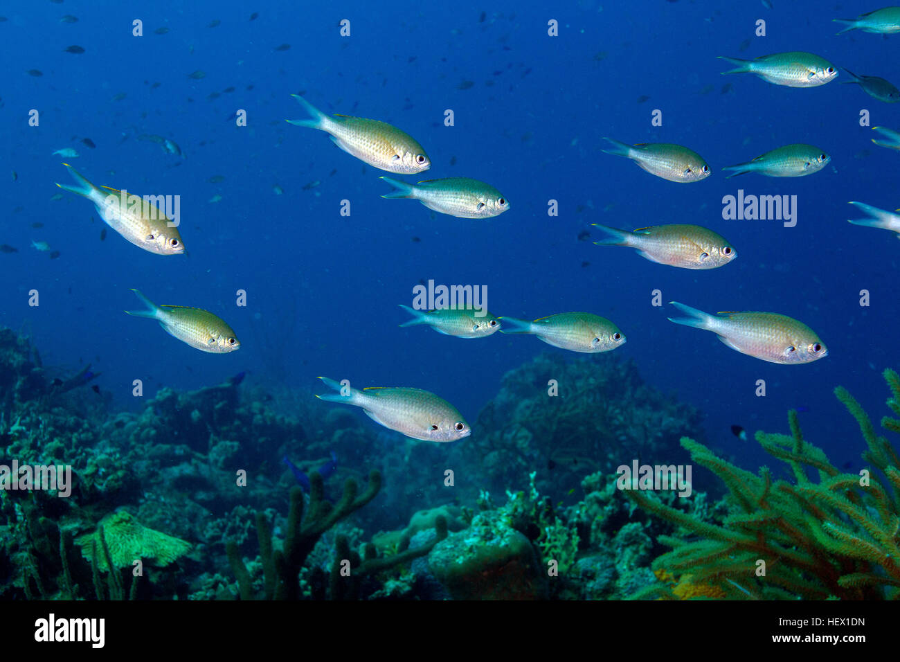 Palometa fish hi-res stock photography and images - Alamy