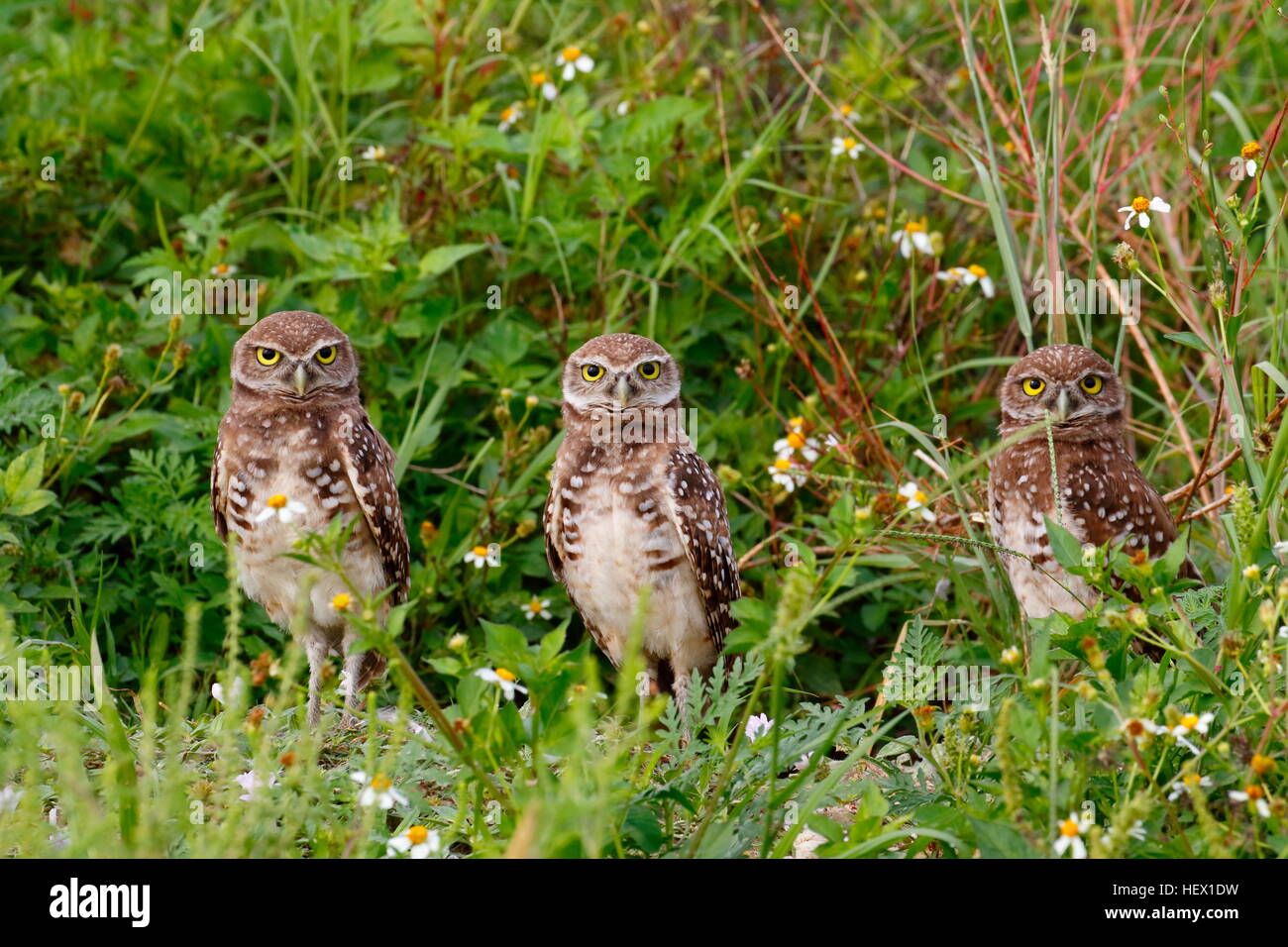 A trio of Burrowing owls, Athenhene cunicularia Stock Photo - Alamy