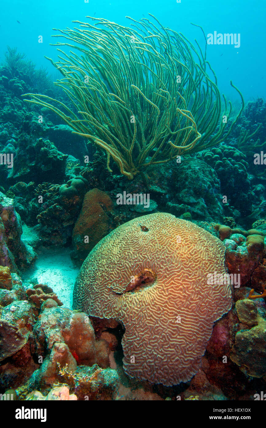 Brain coral, Diploria labyrinthiformis, in a Caribbean reef Stock Photo ...