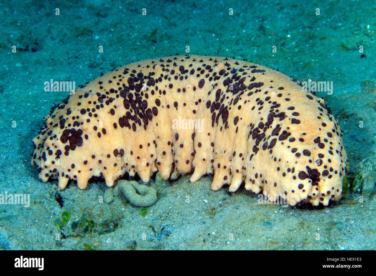A Chocolate chip sea cucumber, Isostichopus badionotus, foraging at the ...