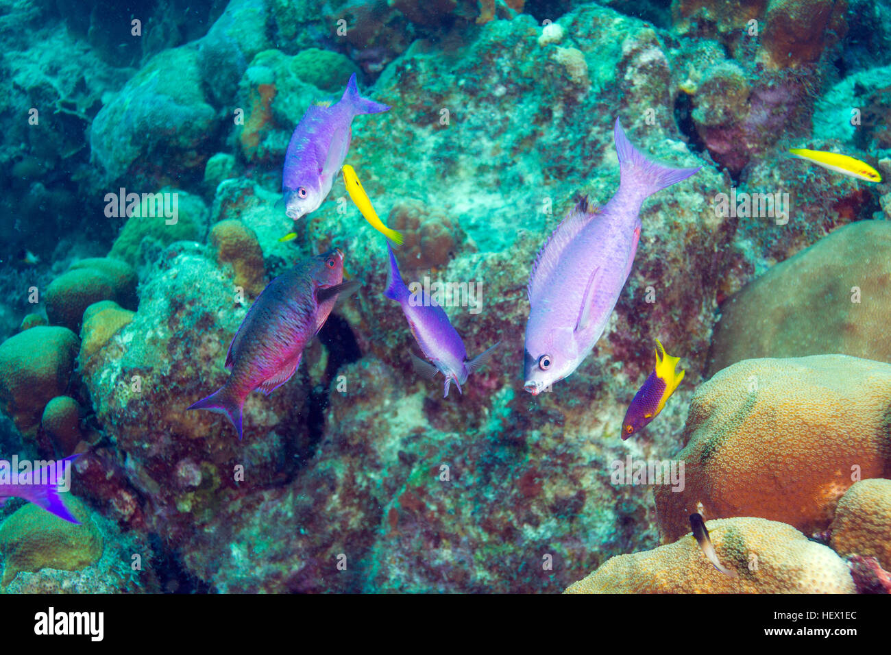 Creole wrasse, Clepticus parrae, Sergant major fish, Abudefduf ...