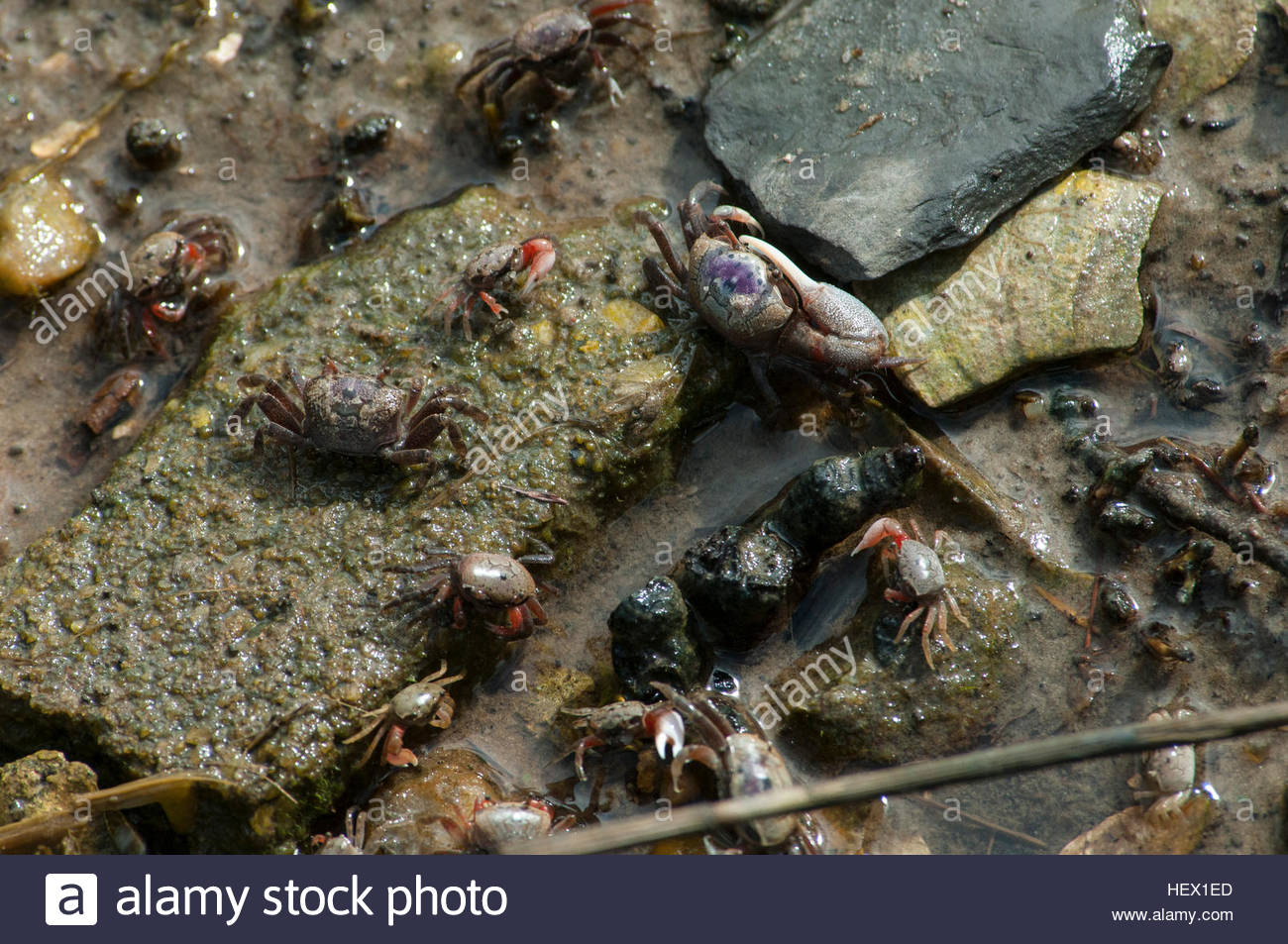 Fiddler Crabs In The Stock Photos & Fiddler Crabs In The Stock Images ...