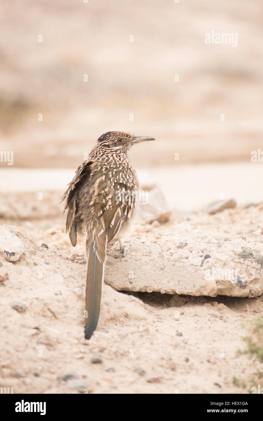 Lonely bird - Road runner Stock Photo - Alamy