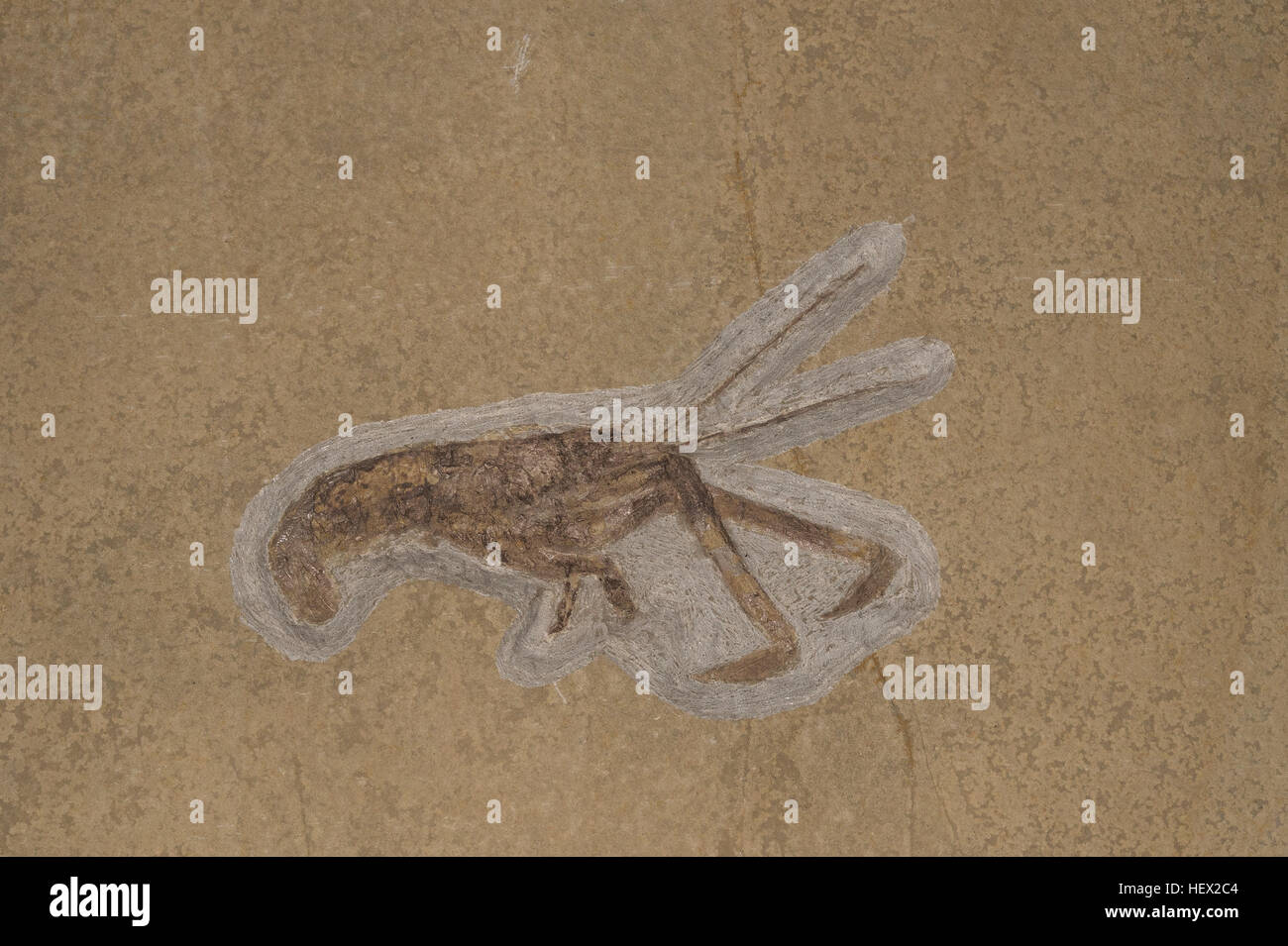 Fossil lobster-like, Mecochirus longimanatus, Giurassic Period Stock ...