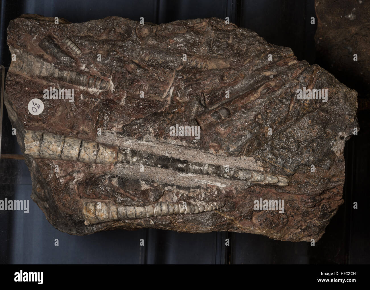 Orthoceratidae hi-res stock photography and images - Alamy