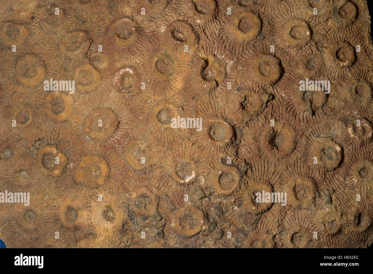 Devonian period hi-res stock photography and images - Alamy