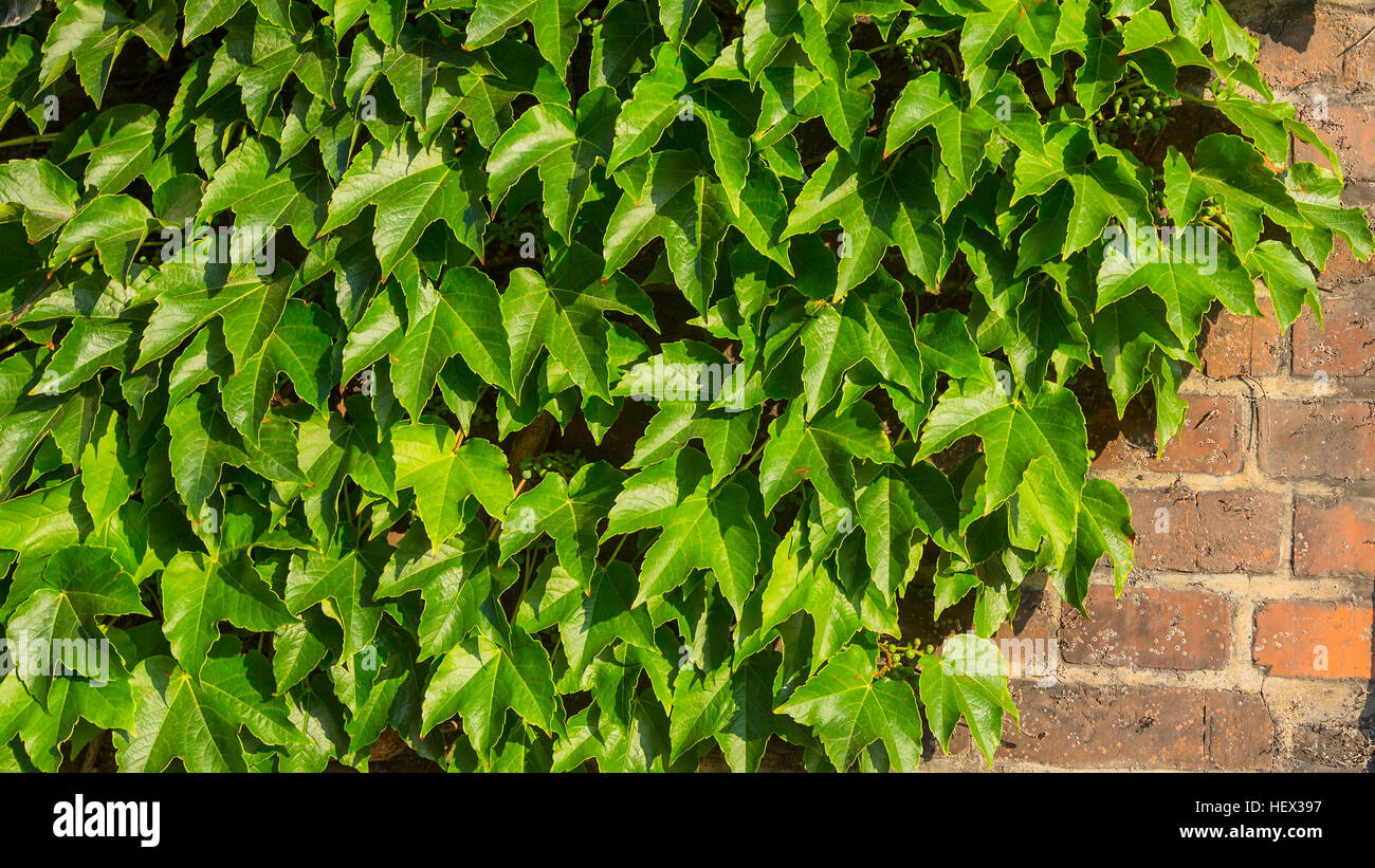 Greens leaves on a brick wall Stock Photo - Alamy