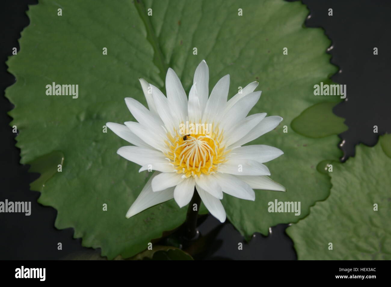 White lotus and bee Stock Photo - Alamy