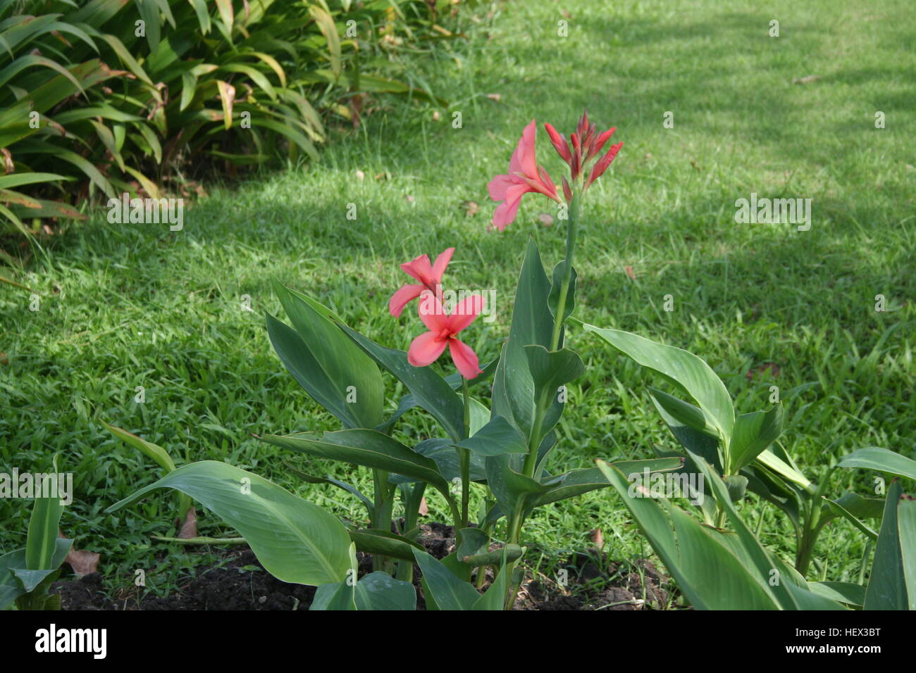 Pink flower beautiful Stock Photo - Alamy