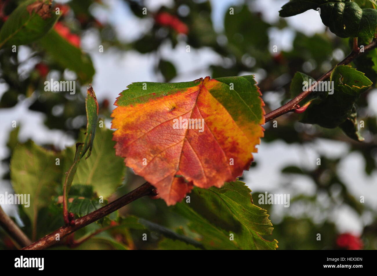 A leaf changing colours Stock Photo - Alamy