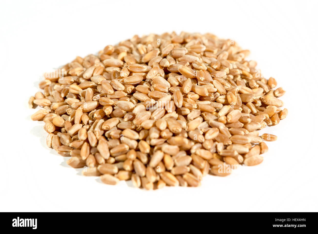 Organic hard red wheat isolated on white Stock Photo - Alamy