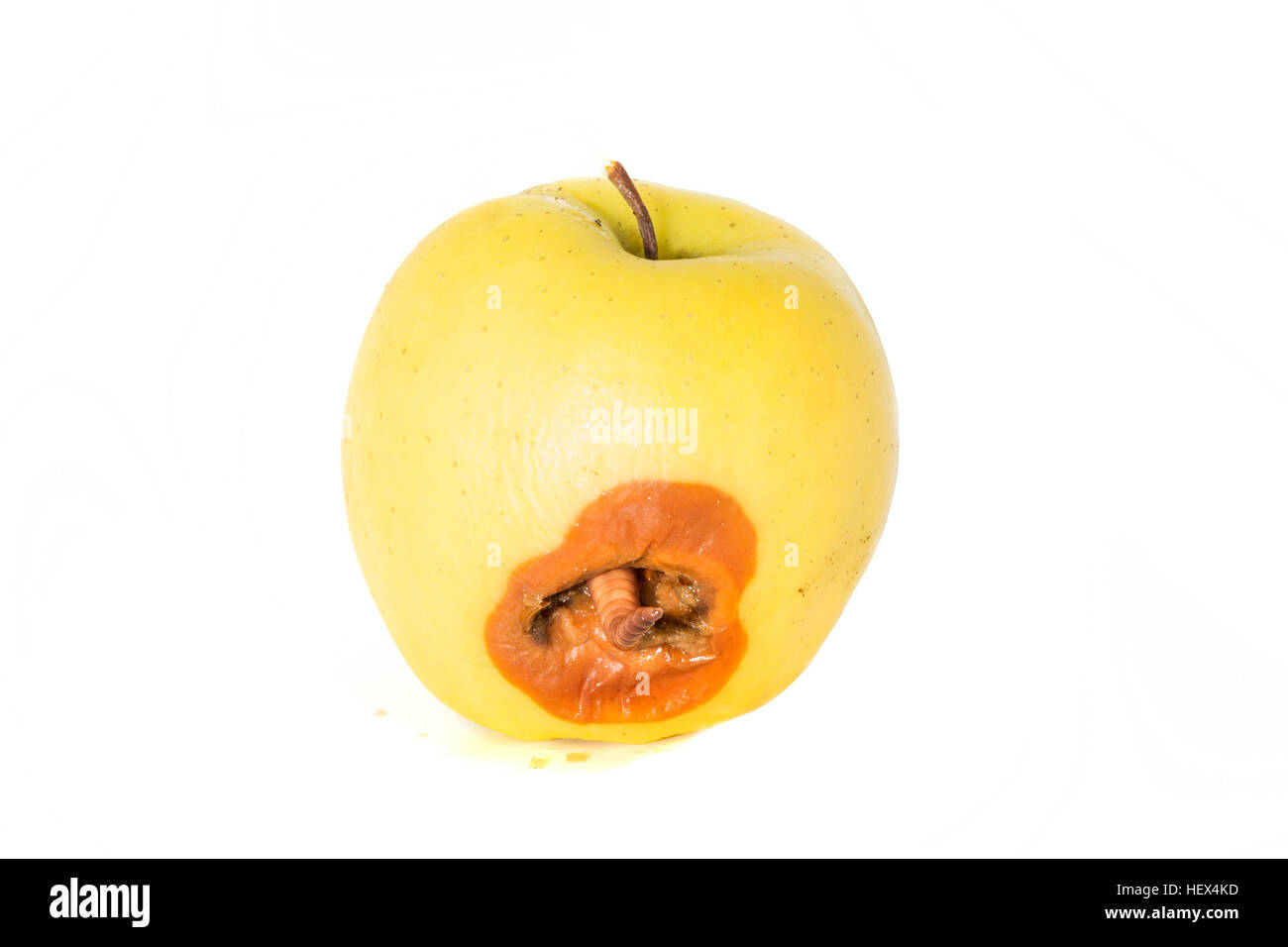 Rotten Apple Worm High Resolution Stock Photography and Images - Alamy