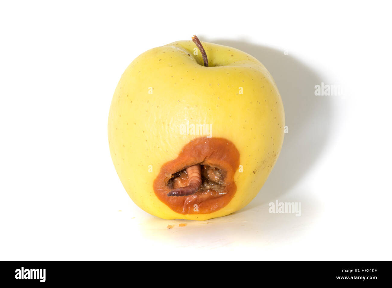 Rotten apple with a large worm isolated on white Stock Photo - Alamy