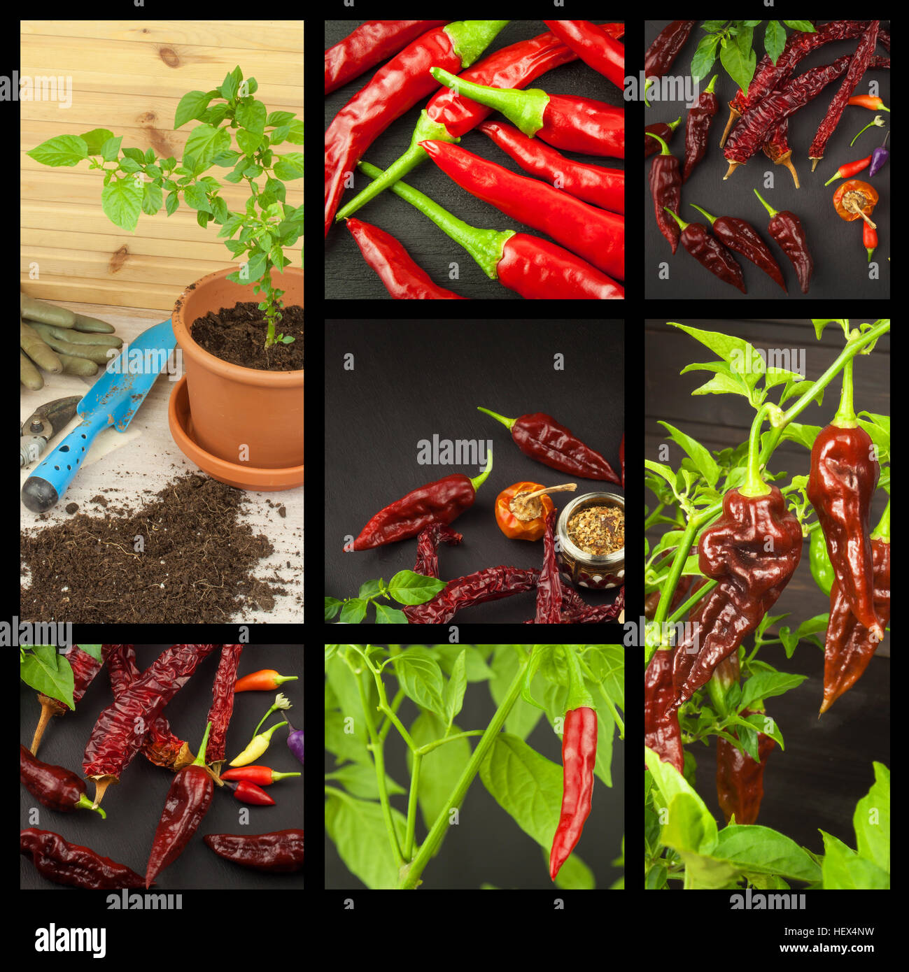 Advertising of spicy food. New Collage of hot peppers. Advertising ...