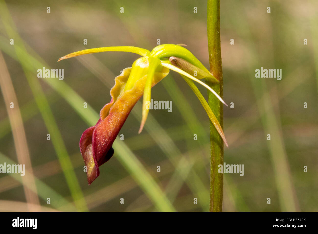Cryptostylis subulata, Large Tongue Orchid in Baluk Willam Flora ...