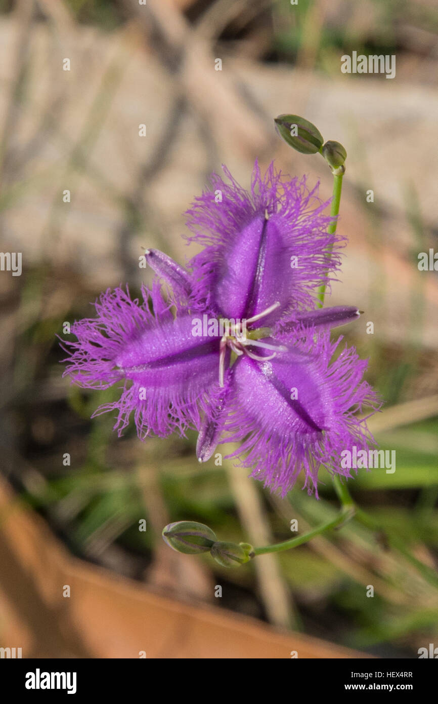 Thysanotus tuberosus, Common Fringe Lily in Baluk Willam Flora Reserve ...