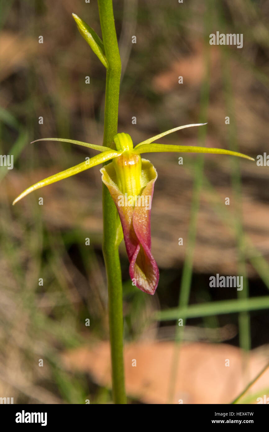 Cryptostylis subulata, Large Tongue Orchid in Baluk Willam Flora ...