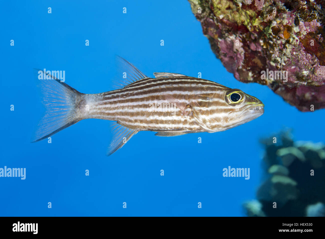 Largetooth cardinalfish hi-res stock photography and images - Alamy