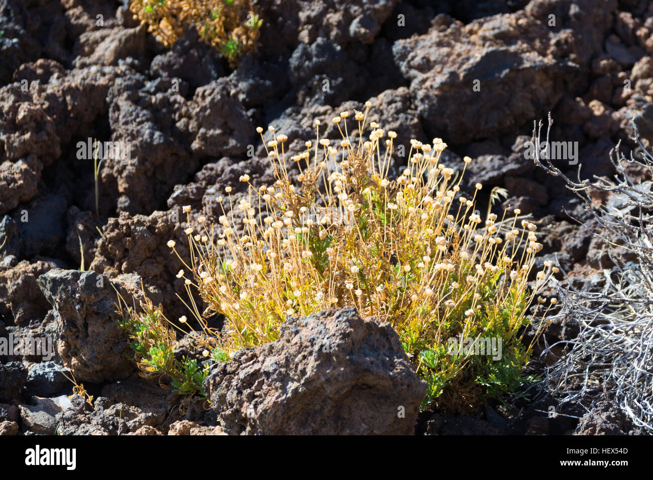 Endemic flora in Teide National Park, Tenerife, Canary Islands, Spain ...