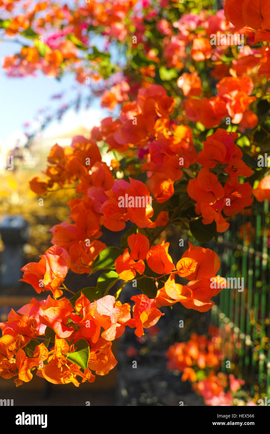 Bougainvillea Hedge Stock Photos & Bougainvillea Hedge Stock Images - Alamy