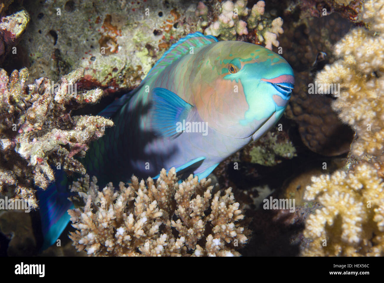 Daisy parrotfish or Bullethead parrotfish (Chlorurus sordidus) is ...