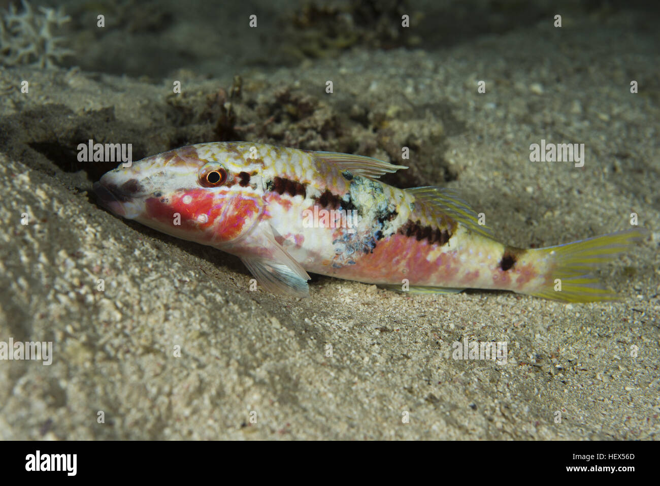 Forsskal's Goatfish, Goldstriped Goatfish or Red Sea Goatfish ...