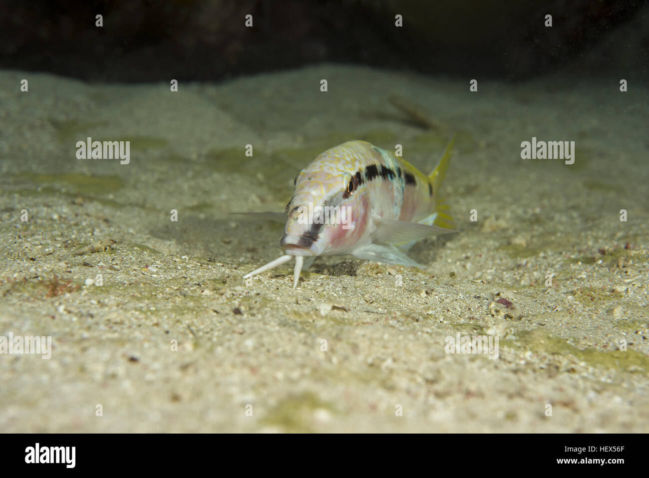 Forsskal's Goatfish, Goldstriped Goatfish or Red Sea Goatfish ...