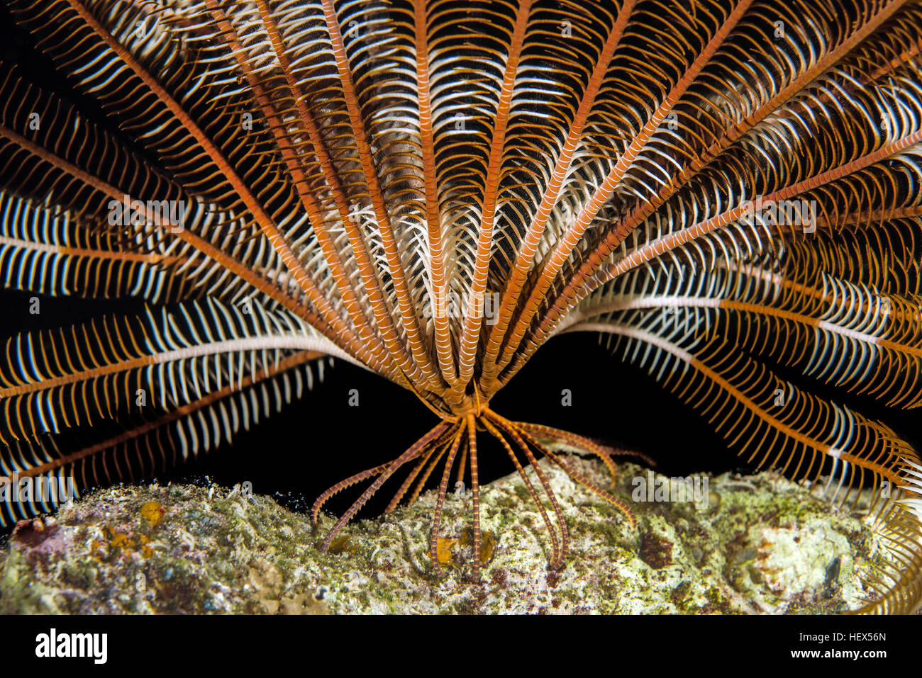 Black crinoid hi-res stock photography and images - Alamy