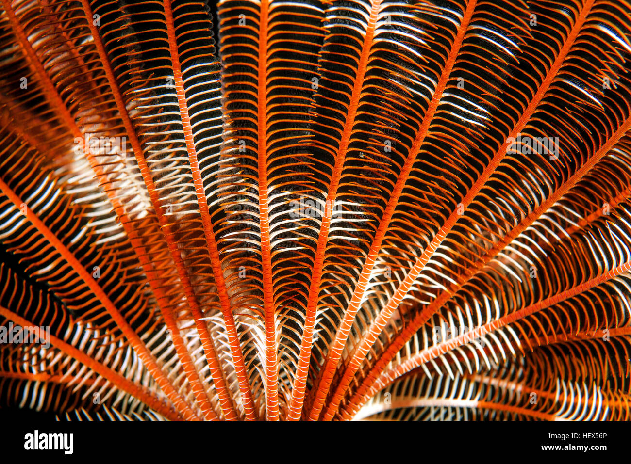 Underwater crinoid feather star hi-res stock photography and images - Alamy