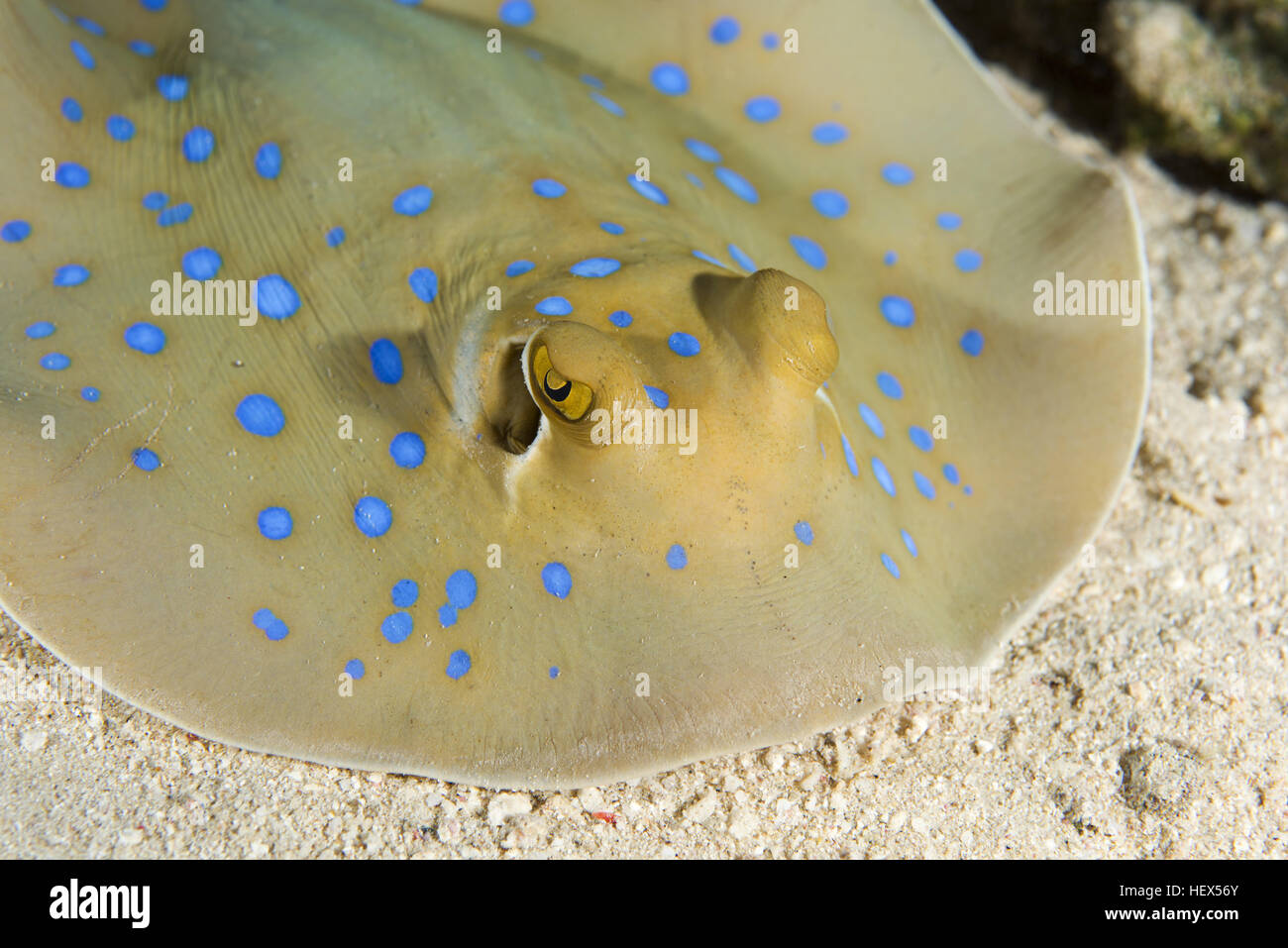 portrait of Bluespotted ribbontail ray or Lagoon ray (Taeniura lymma ...